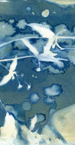 Playing with Cyanotype | Kim Herringe, Printmaker