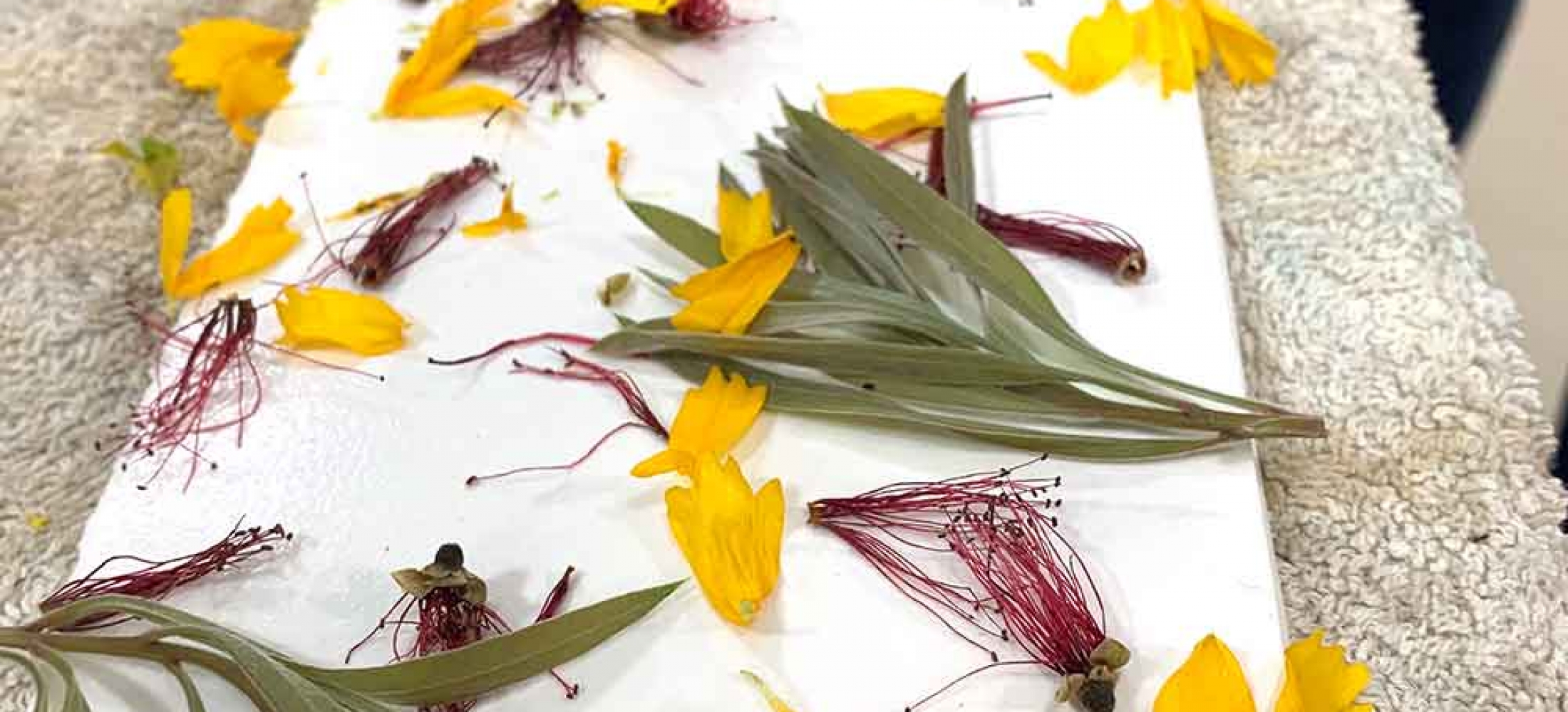 Eco-printing on Silk and Paper October 2021 | Kim Herringe